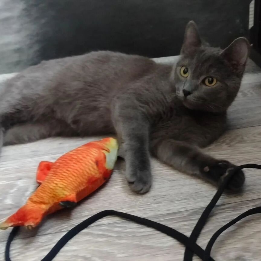 Котенок в добрые руки