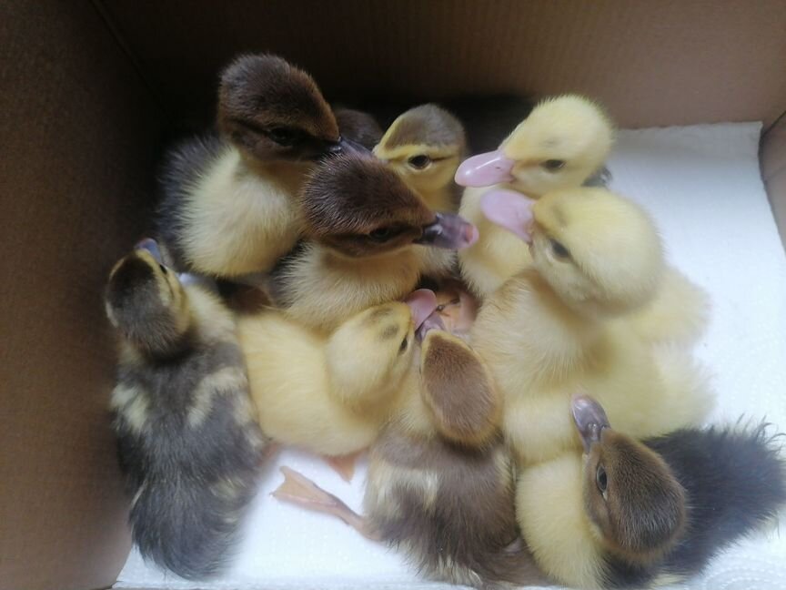 Мускусные утята