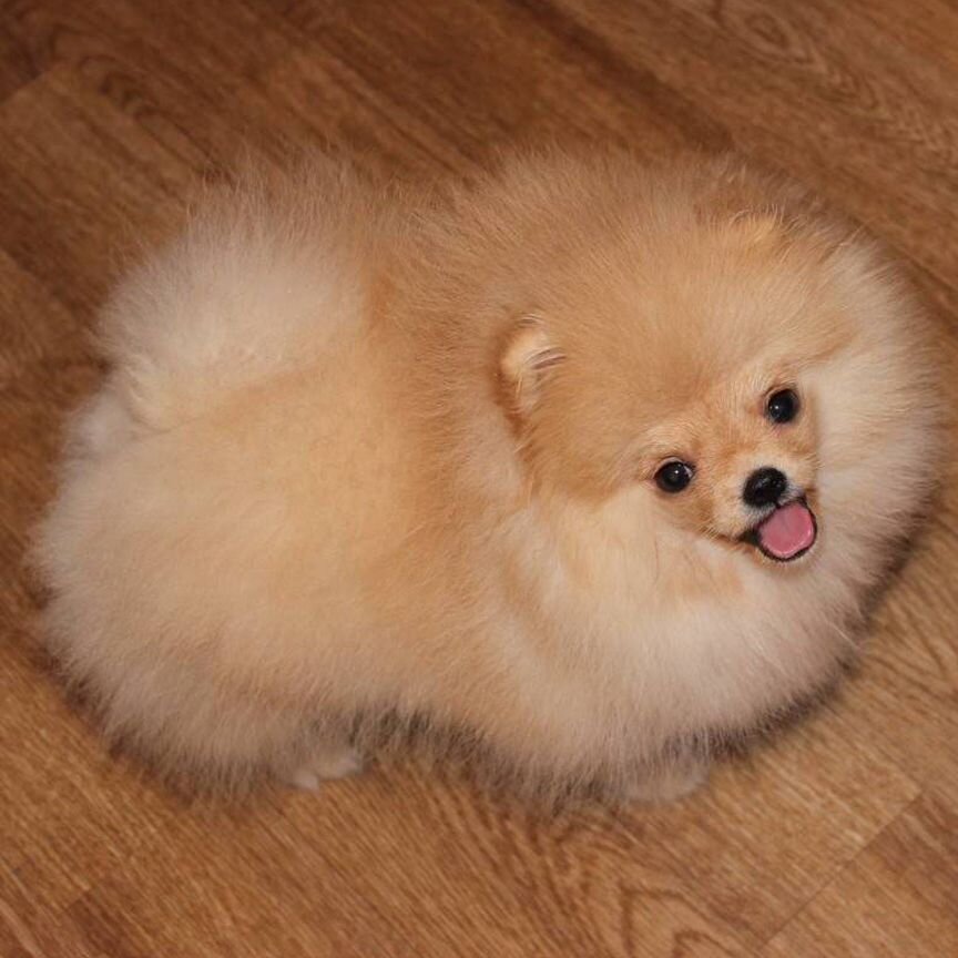 Померанский шпиц, щенок