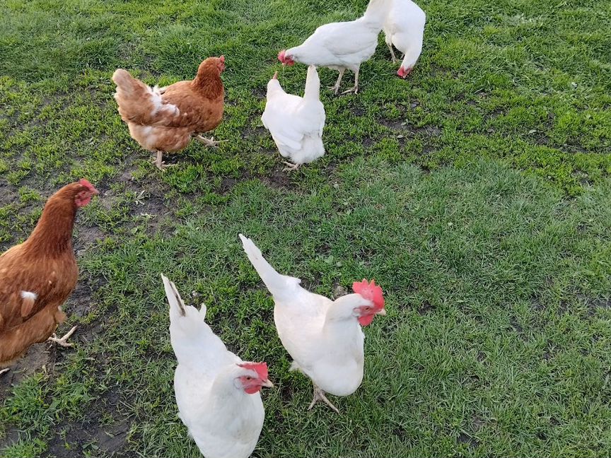 Куры несушки