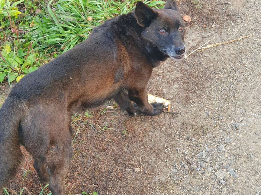 Собака мальчик ищет дом