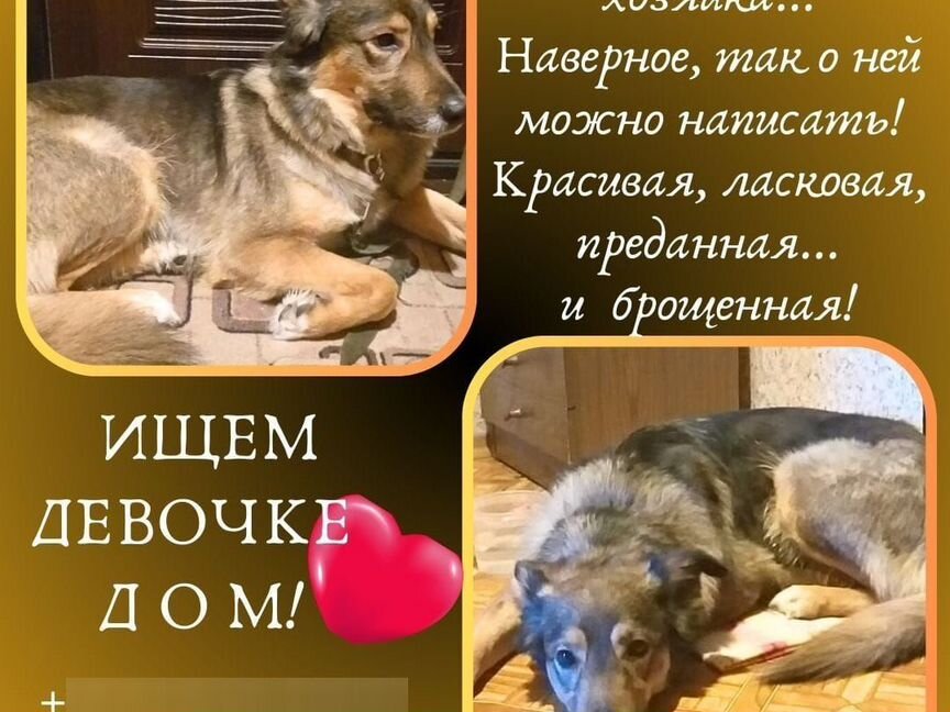 Брошенная собака