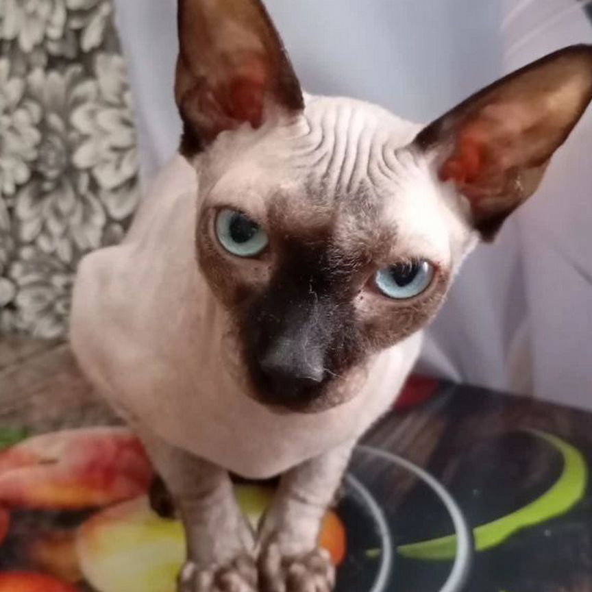 Канадский сфинкс котёнок