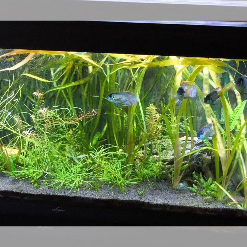 Валиснерия гигантская