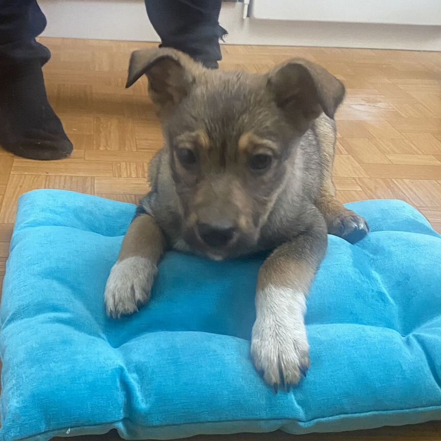 Щенок девочка ждет мам и пап