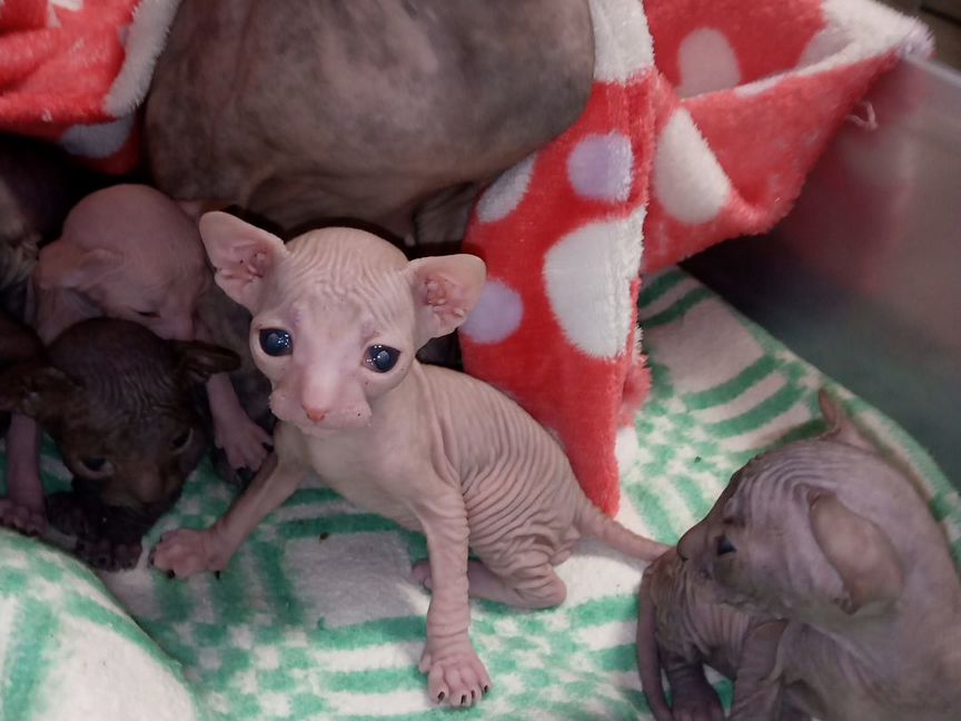 Донской сфинкс котята лысики