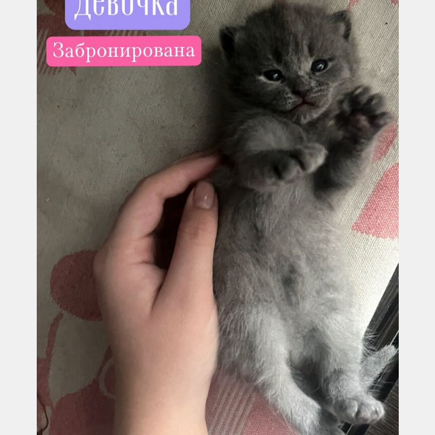 Шотландские котята