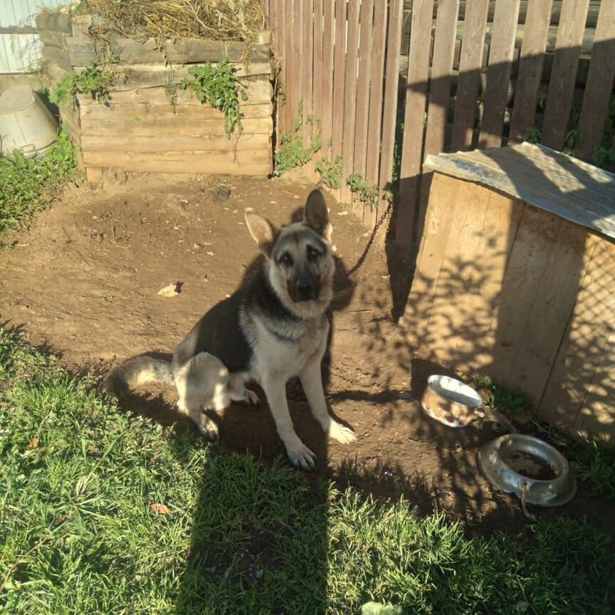 Собака восточно европейская овчарка