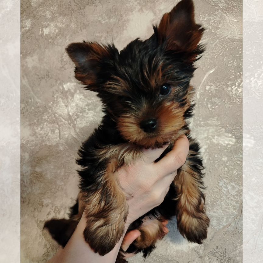 Йоркширский терьер, щенок