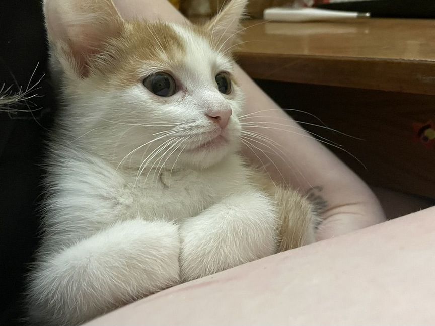 Котенок Колька