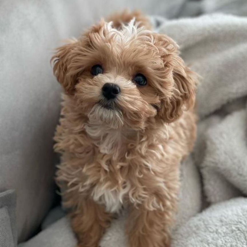 Мальтипу щеночки мини