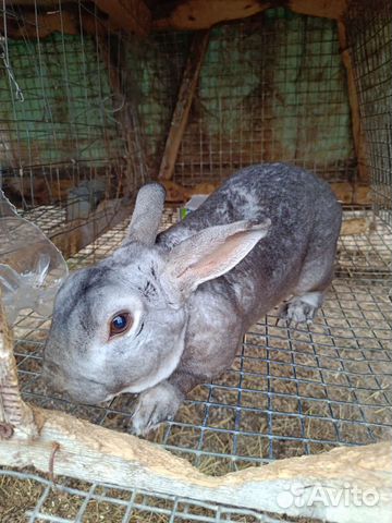 Кролик река самец