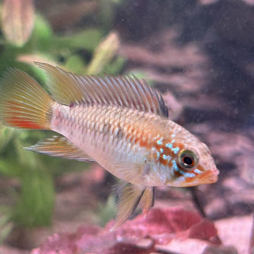 Апистограмма виджета