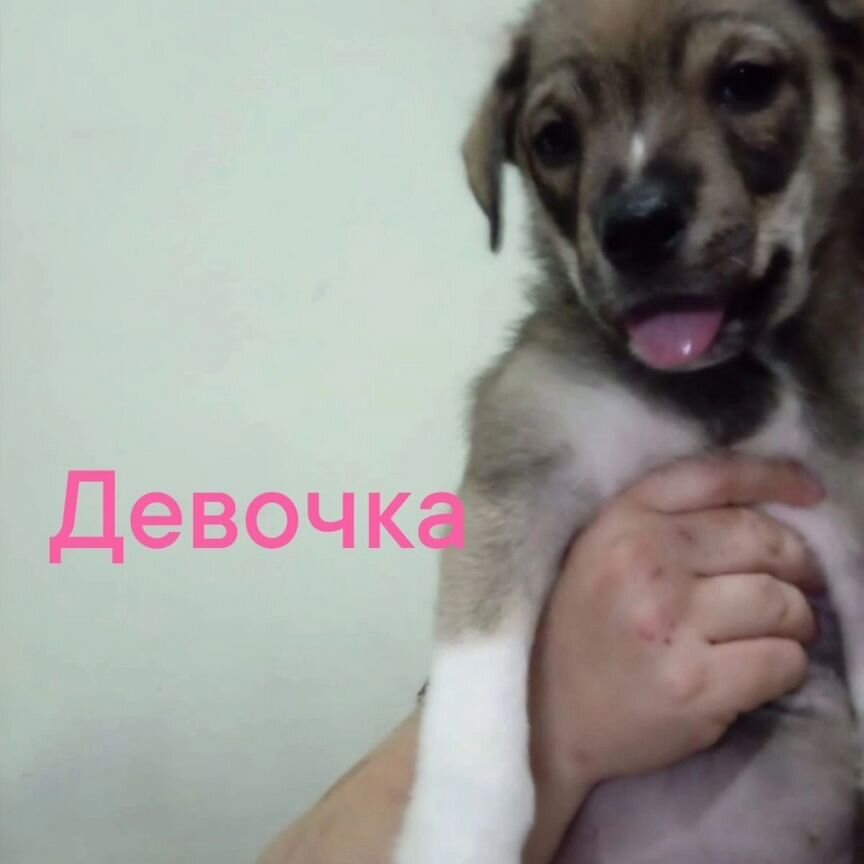 Прекрасная девчонка в добрые руки