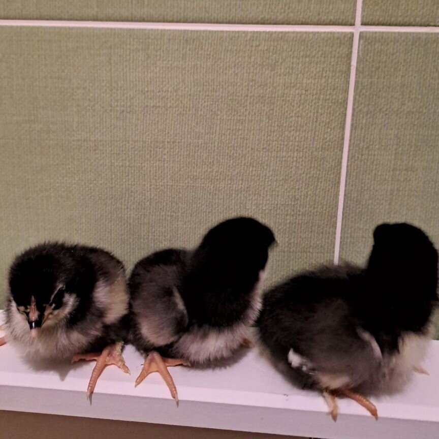 Цыплята маран