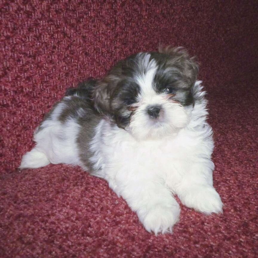 Красавцы Ши-тцу