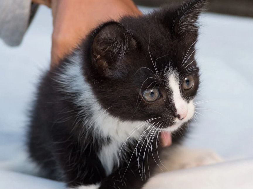 Котёнок фиалочка, 2 мес., чёрно-белого окраса