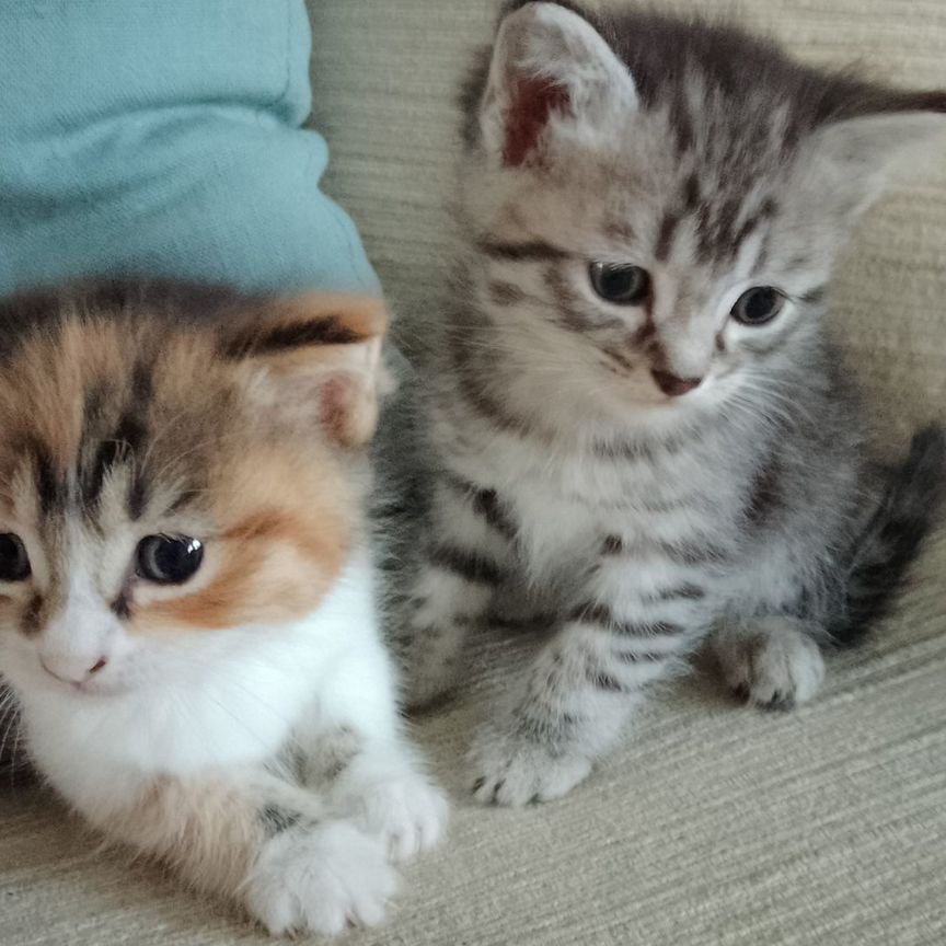 Котята в добрые руки домашние