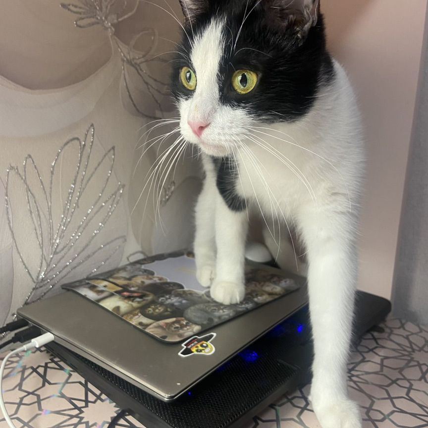 Кошка