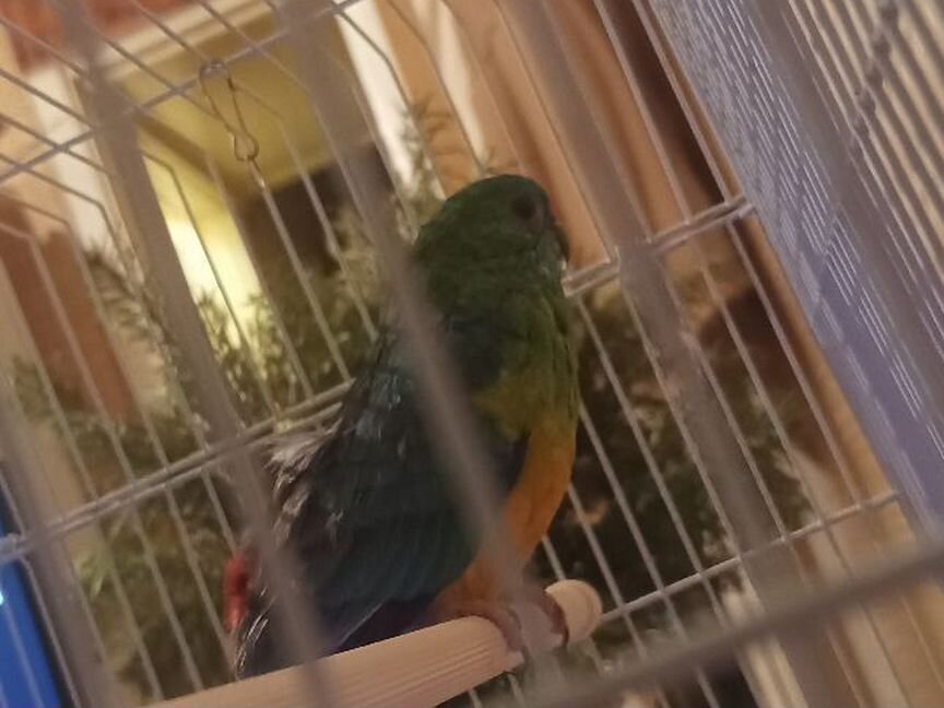 Красноспинный певчий попугай