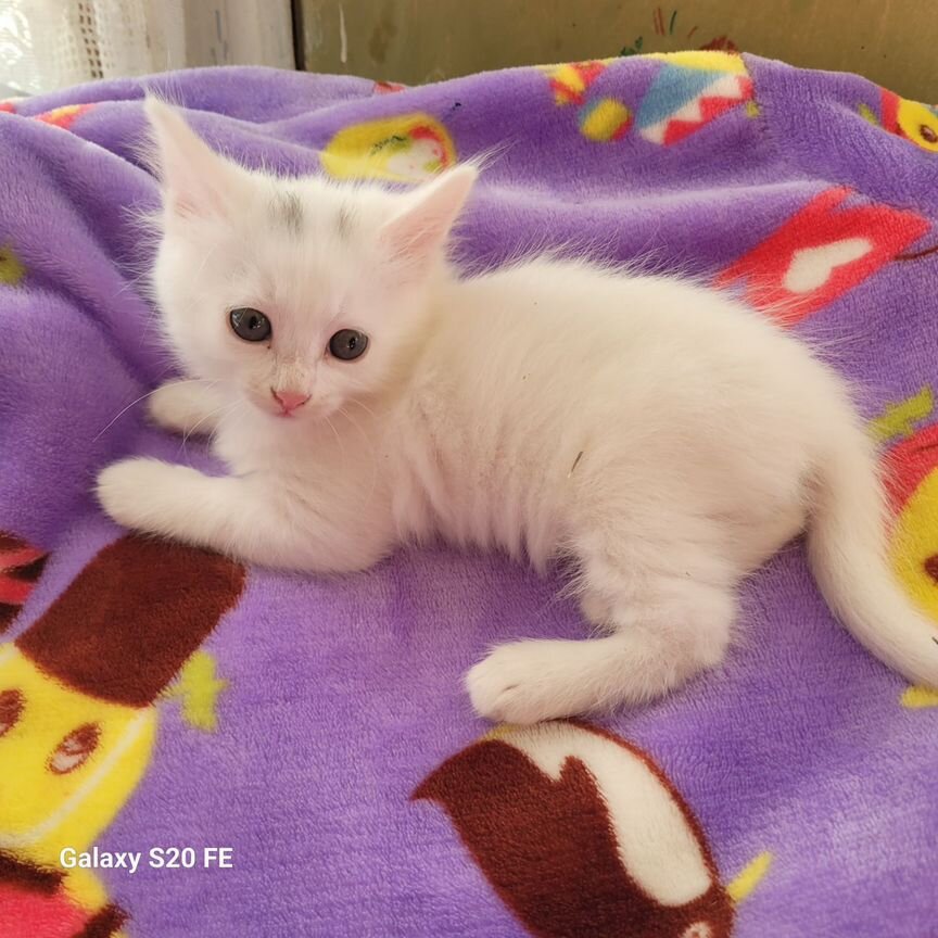 Котик 1,5 месяца