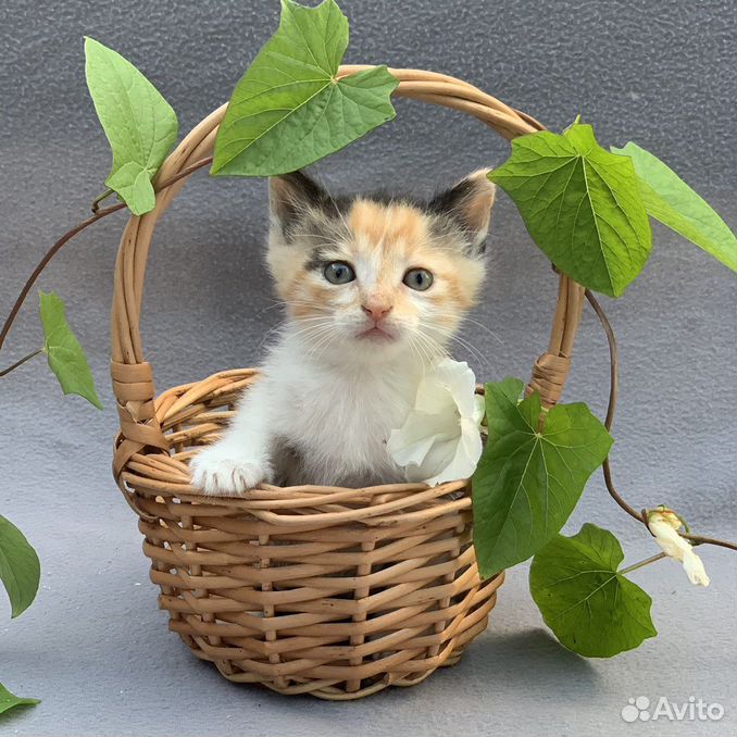 Кошечка трехцветка 1,5 месяца