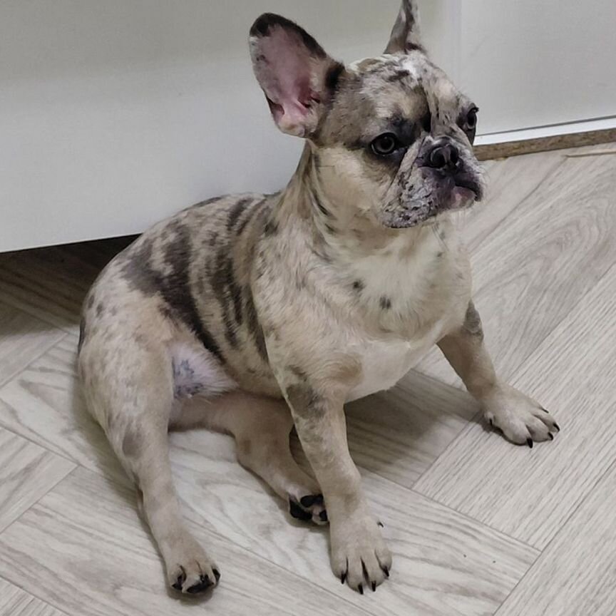 Французский бульдог, щенок