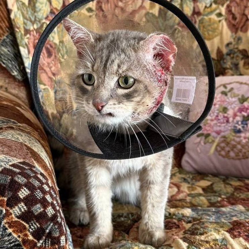 Кот