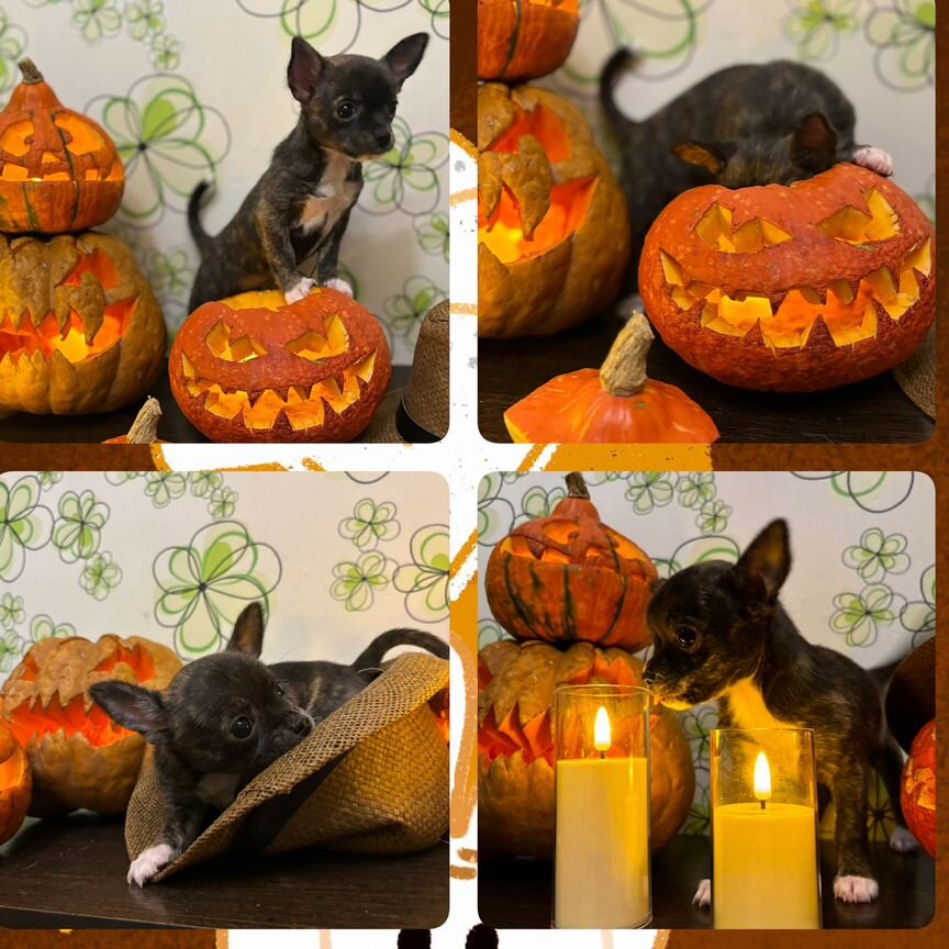 Чихуахуа, щенок