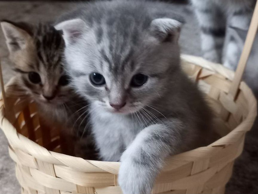 Британские котята