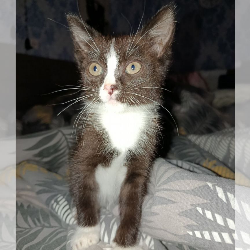 Сибирский котёнок