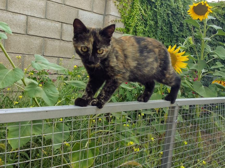 Кошка-Крысоловка в дар бесплатно