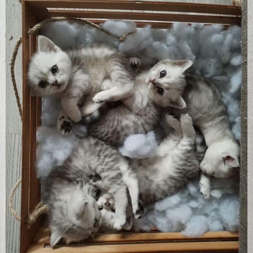 Шотландский прямоухий короткошёрстный котёнок