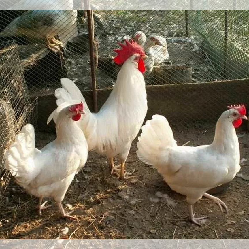 Куры несушки