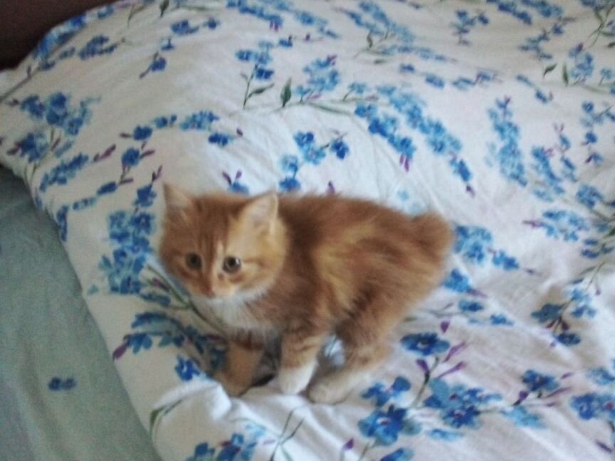 Курильский бобтейл