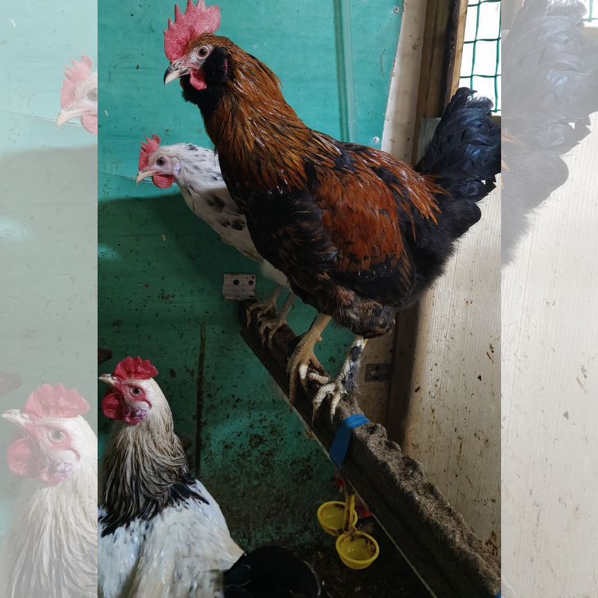 Продам петушков 6 мес