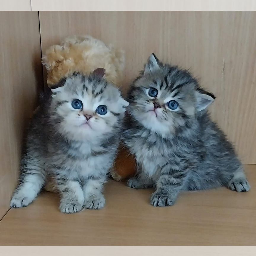 Шотландская