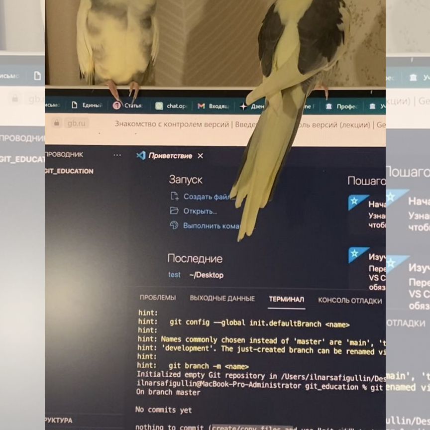 Отдам двух попугаев корелл (самцы) в хорошие руки