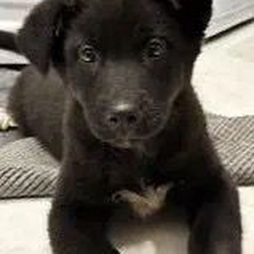 Щенки в поиске дома