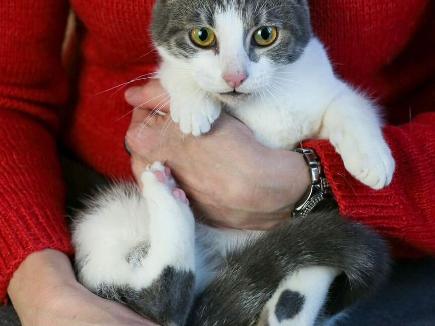 Кошка в дар