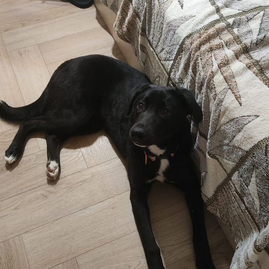 Щенок 8 месяцев в квартиру