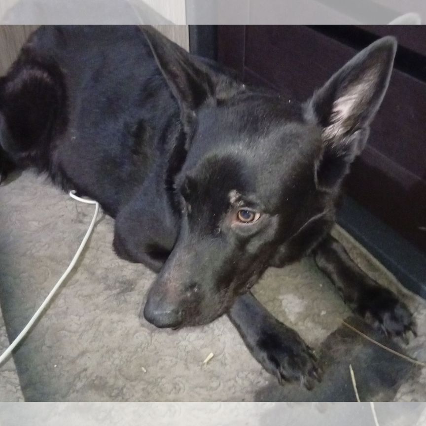 Немецкая овчарка, взрослая собака