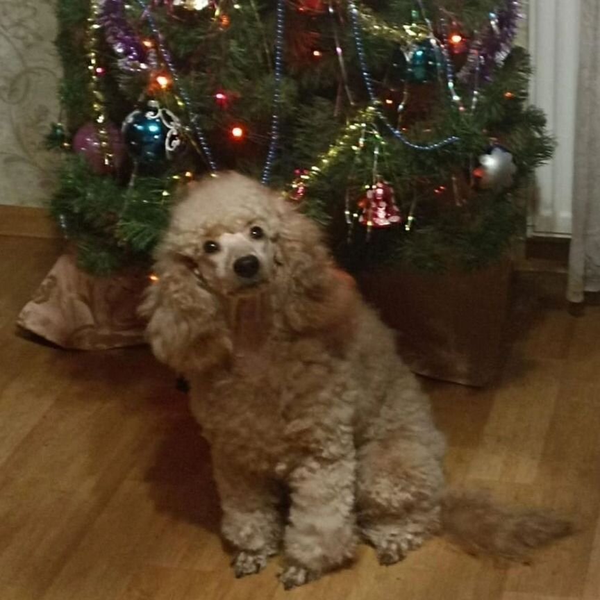 Пудель абрикосовый