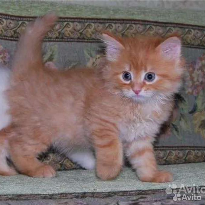 Сибирские рыжики