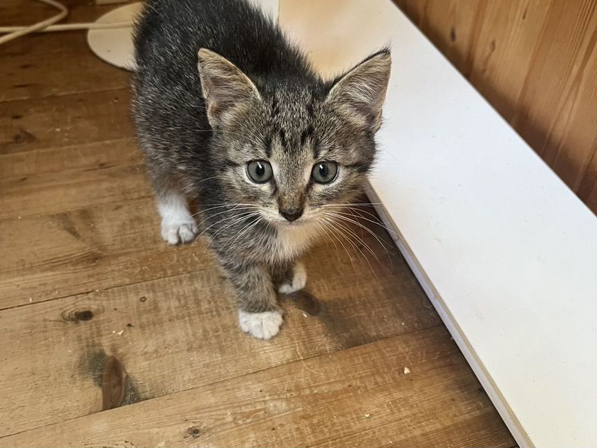 Котенок Машенька