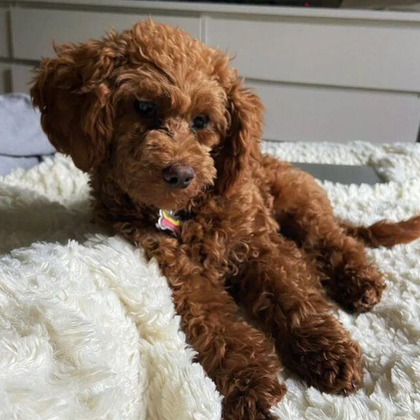 Карликовый пудель