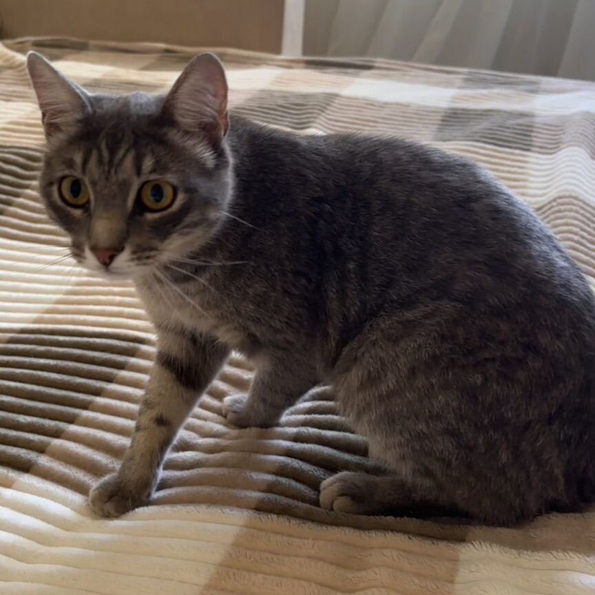 Кот