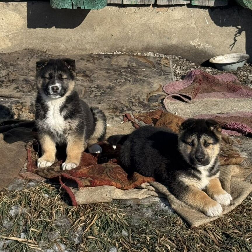 Хаски
