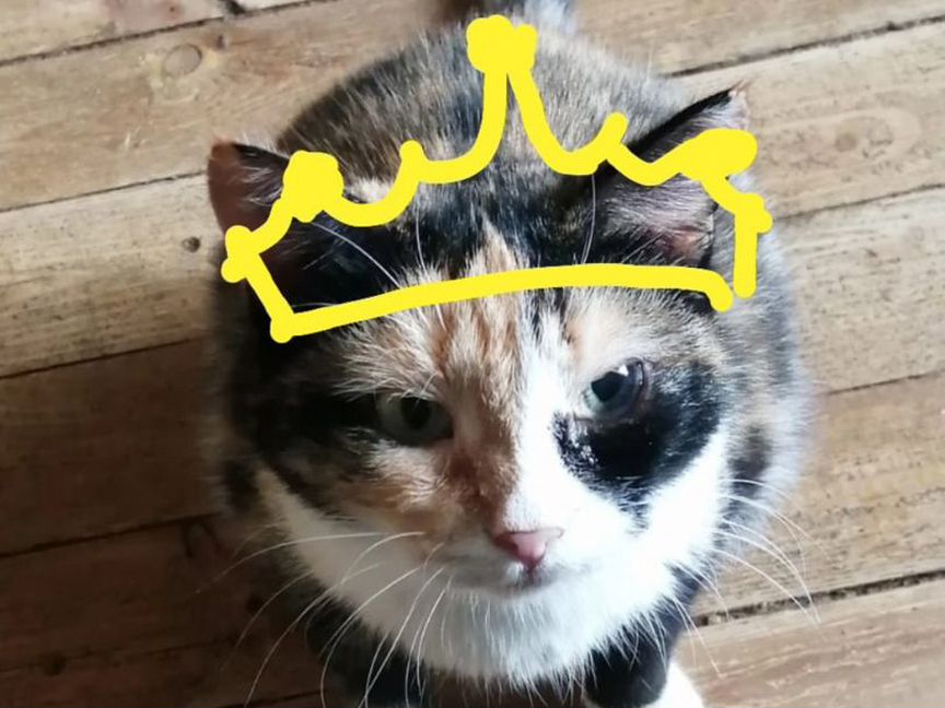 Кошечка Катюша