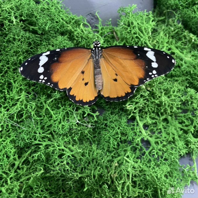 Мини -ферма тропических бабочек